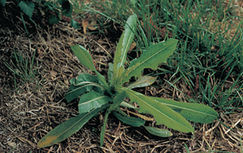 Prickly Lettuce is Showing Up - Puregreen