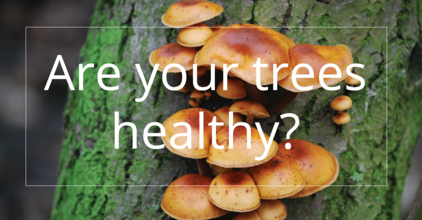 3 Surefire Signs of a Healthy Tree - Puregreen