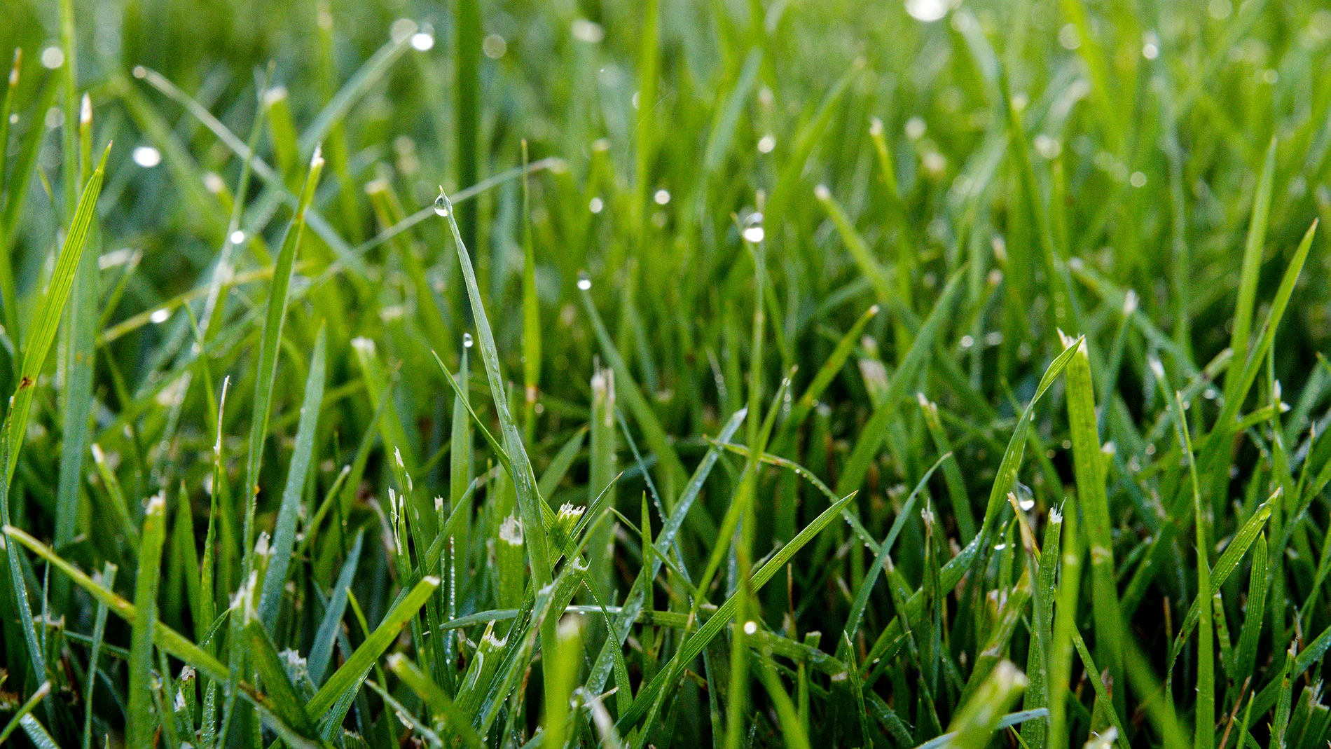 How to Best Protect Turf from Scorch! - Puregreen