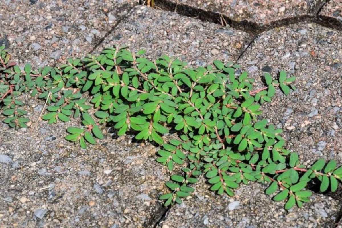 How to Get Rid of Broadleaf Weeds in Your Yard | Pure Green LLC ...