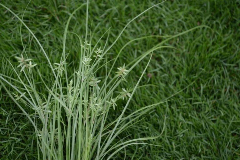 Weed Control Services | Pure Green Lawn & Tree