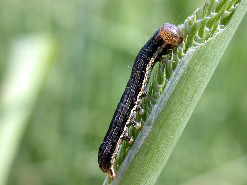 Armyworms are Destroying Lawns in Middle Tennessee | Pure Green LLC