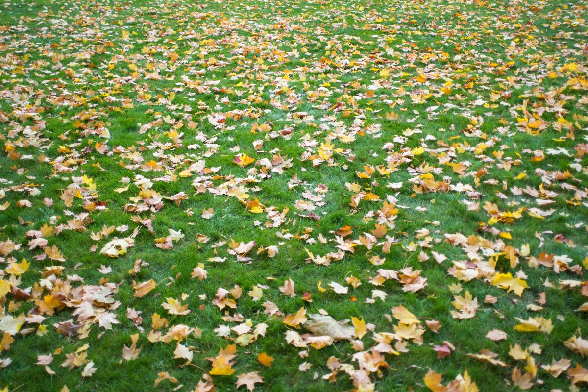 Countdown to Winter: Checklist for Fall Lawn | Nashville Lawn Care ...