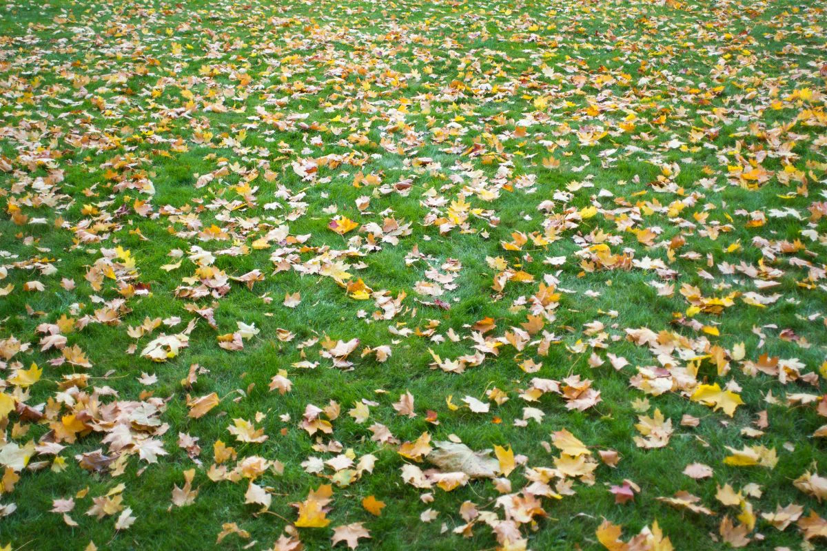 Countdown to Winter: Checklist for Fall Lawn - Puregreen