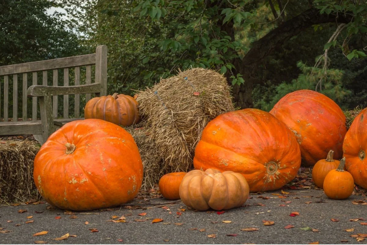 How to Protect Your Lawn on Halloween | Pure Green LLC | Nashville Lawn ...