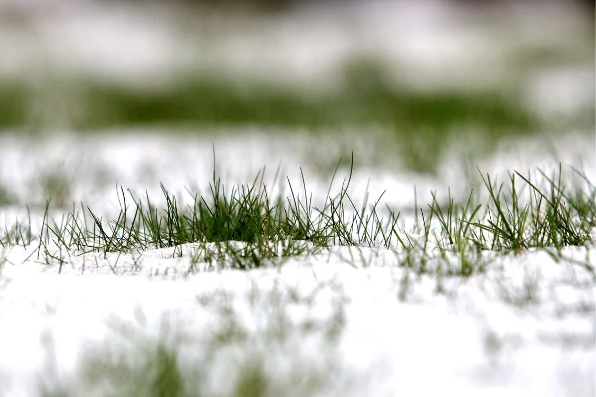 Is Your Lawn Ready for Winter? | Pure Green LLC | Nashville Lawn Care