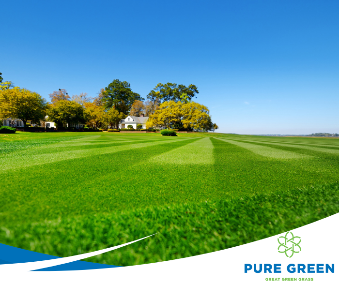Professional Lawn Care - Why Choose Pure Green?