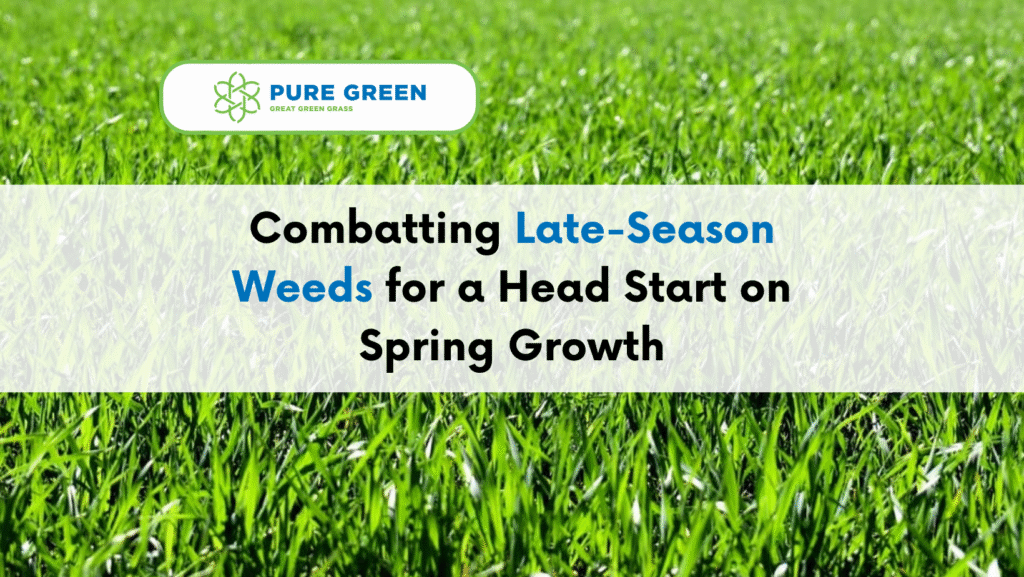 Combatting Late-Season Weeds for Spring Growth - Puregreen